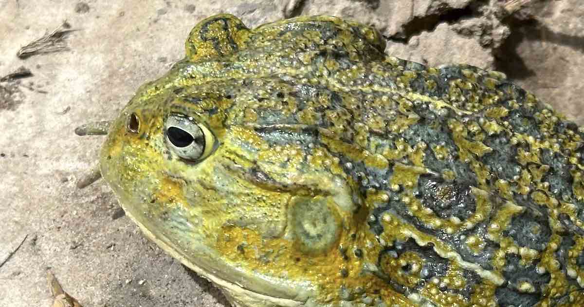 Hopping into the limelight: Newly described Beytell's bullfrog ...