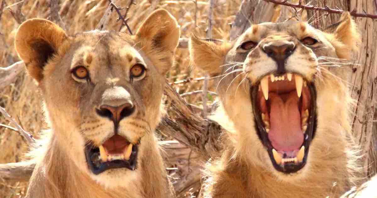 First-ever systematic lion population survey in northwest Namibia