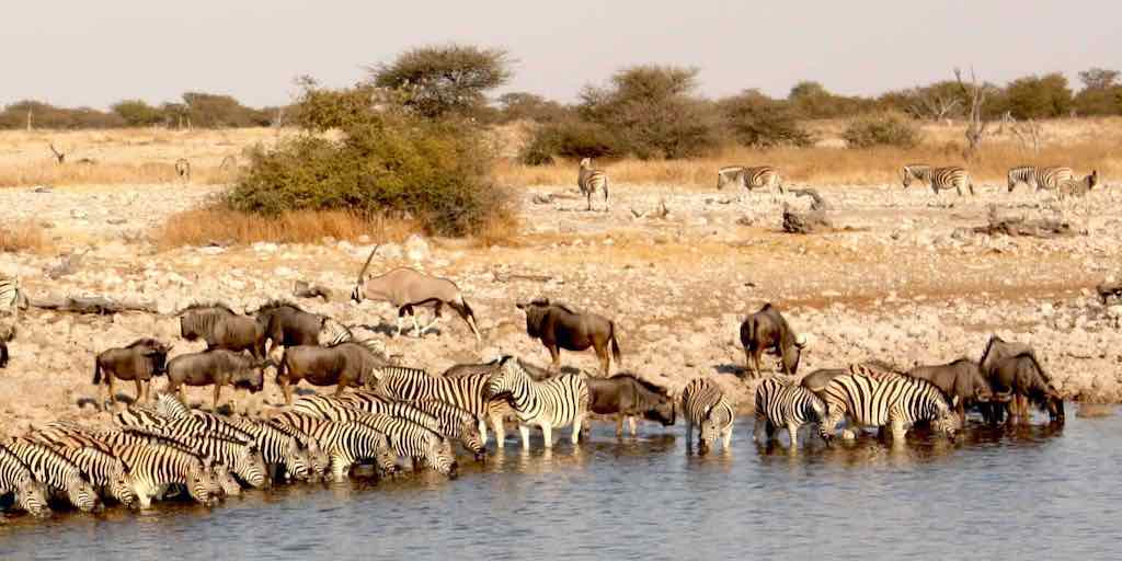Namibia's decision to cull 723 wild animals to feed its people strikes ...