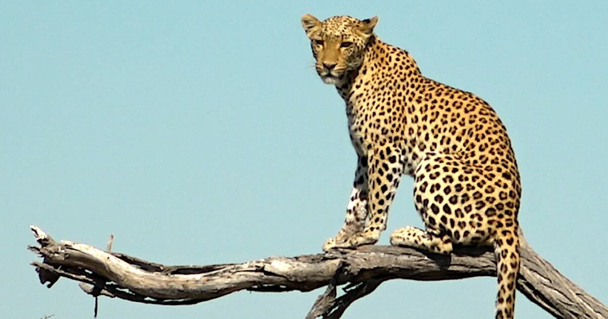 Namibia's Wildlife Economy - Special Feature
