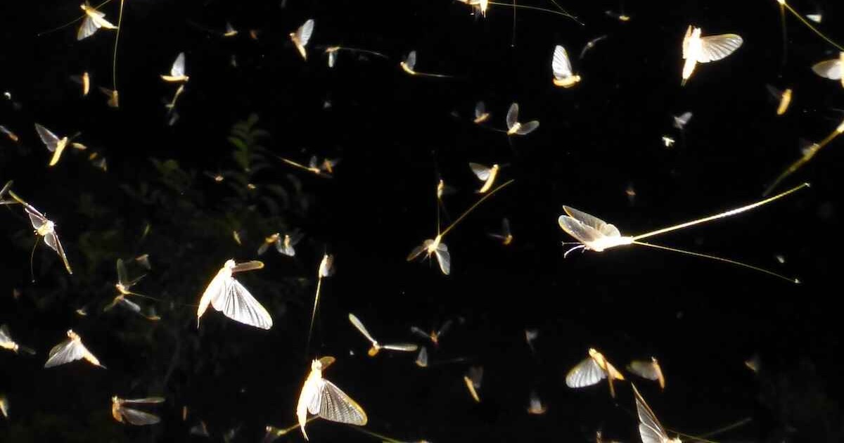 What is happening to Namibia’s insects?