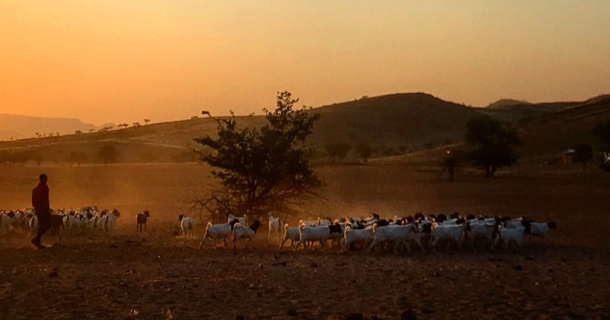 What drives human-wildlife conflict in communal conservancies?