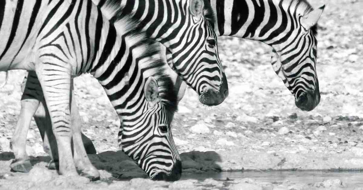 NCE Supports: Advocacy for sustainable use and Namibia’s wildlife economy