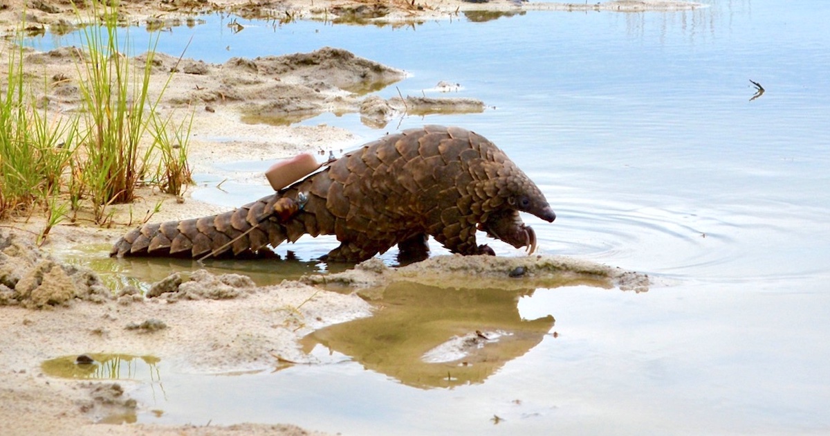 Trafficked pangolins get a second chance, but do they survive?