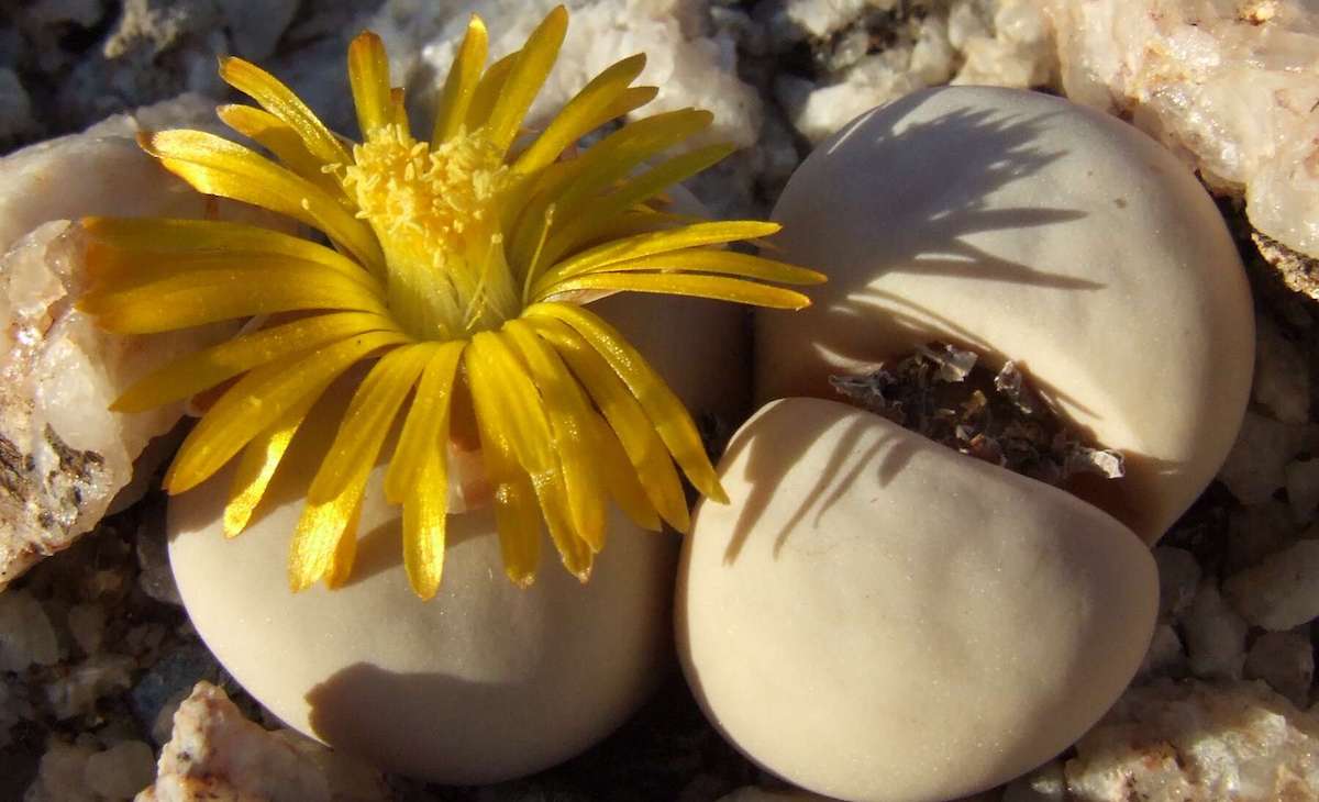 Plant poaching gets more attention in the fight against wildlife crime
