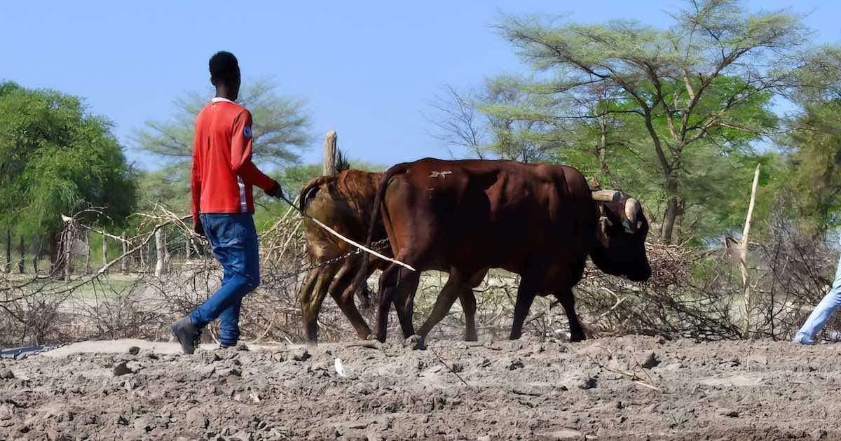 Agroecology: A path to resilient farming in Namibia