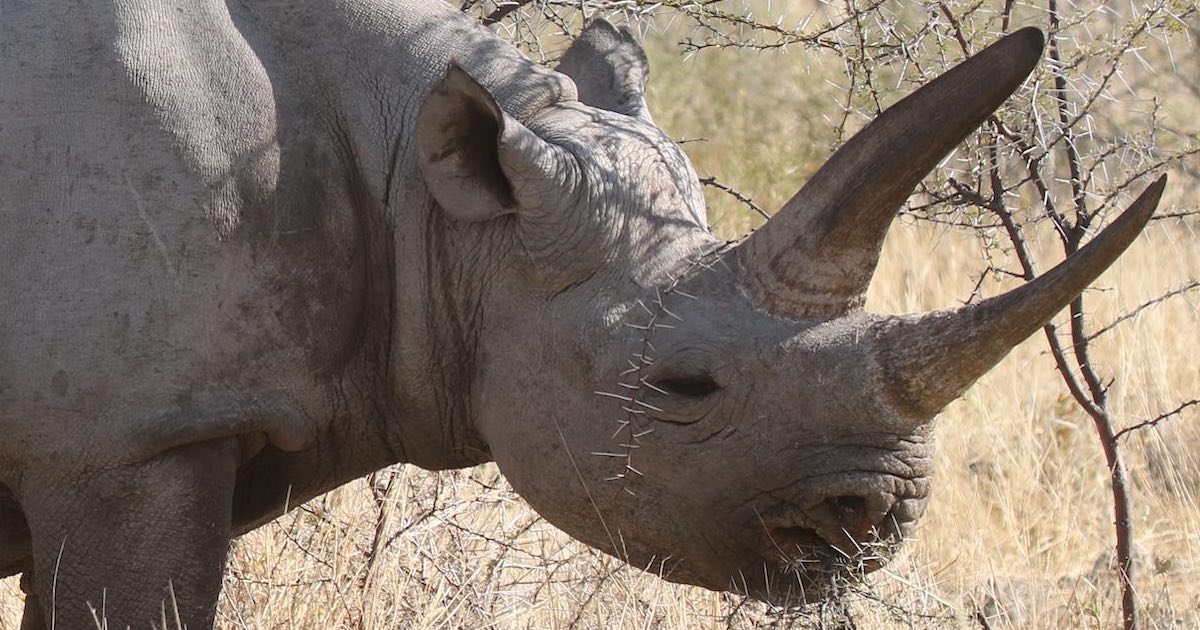 Namibia is taking the fight to poachers and traffickers