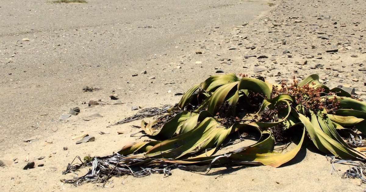 Uniquely Namibian: Namibia's Endemic and Near-Endemic Plants