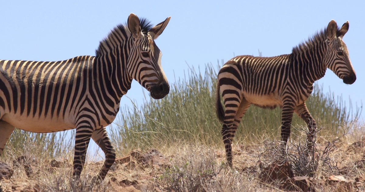 Embracing the Wild: Namibian Farmers' Shift Towards Wildlife Ranching