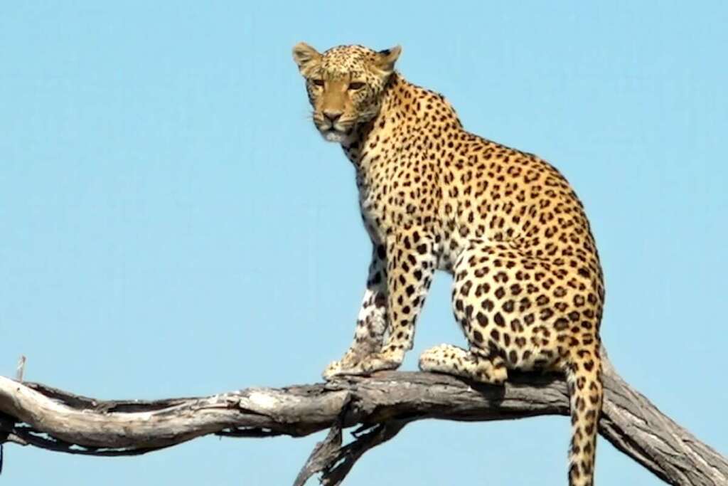 The story of Namibian bush: Turning problems into opportunities